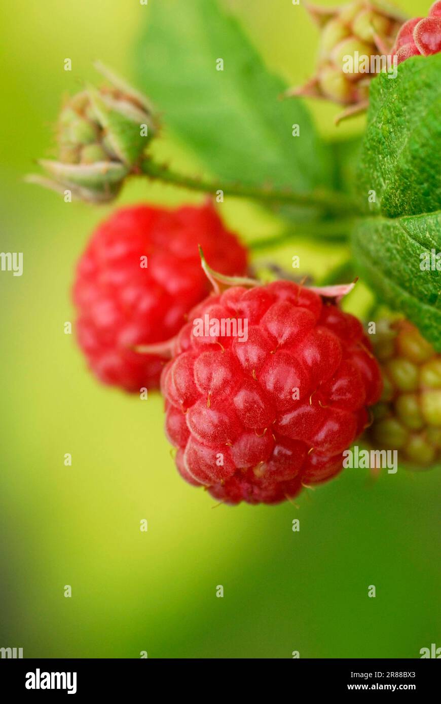 European Red Raspberry (Rubus idaeus Stock Photo - Alamy