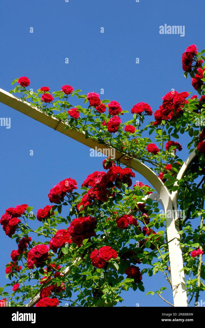 Roses (Rosa) with climbing rose 'Chevy Chase Stock Photo - Alamy