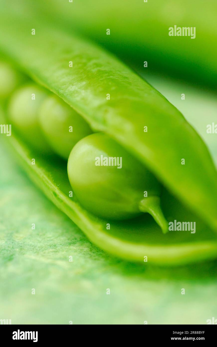 Peas in the pod Pea (Pisum sativum) pea, pea pod Stock Photo - Alamy