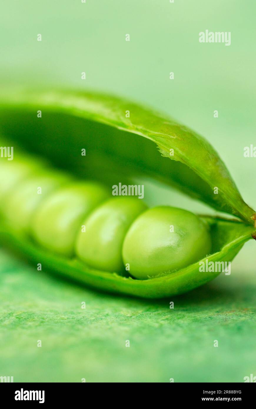 Peas in the pod Pea (Pisum sativum) pea, pea pod Stock Photo - Alamy