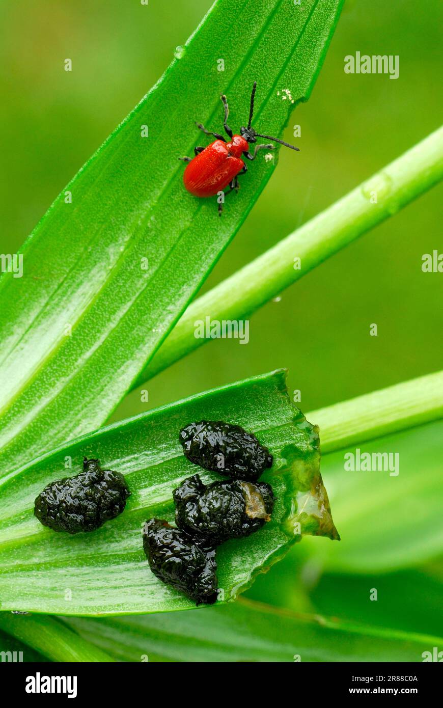 Scarlet lily beetle (Lilioceris lilii) and larvae Stock Photo - Alamy