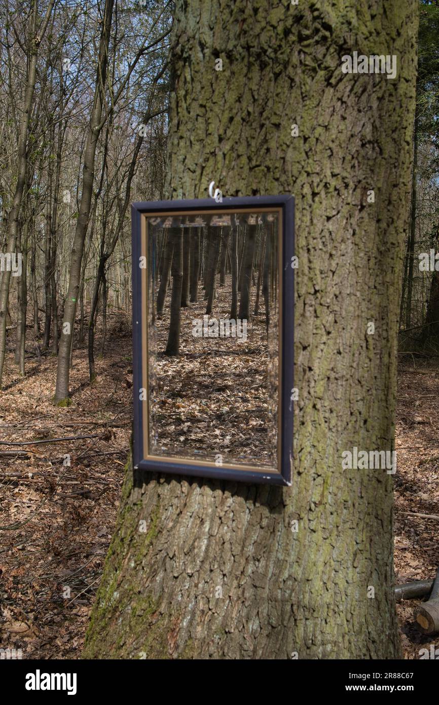 Tree with mirror in the forest, Lower Rhine, North Rhine-Westphalia ...