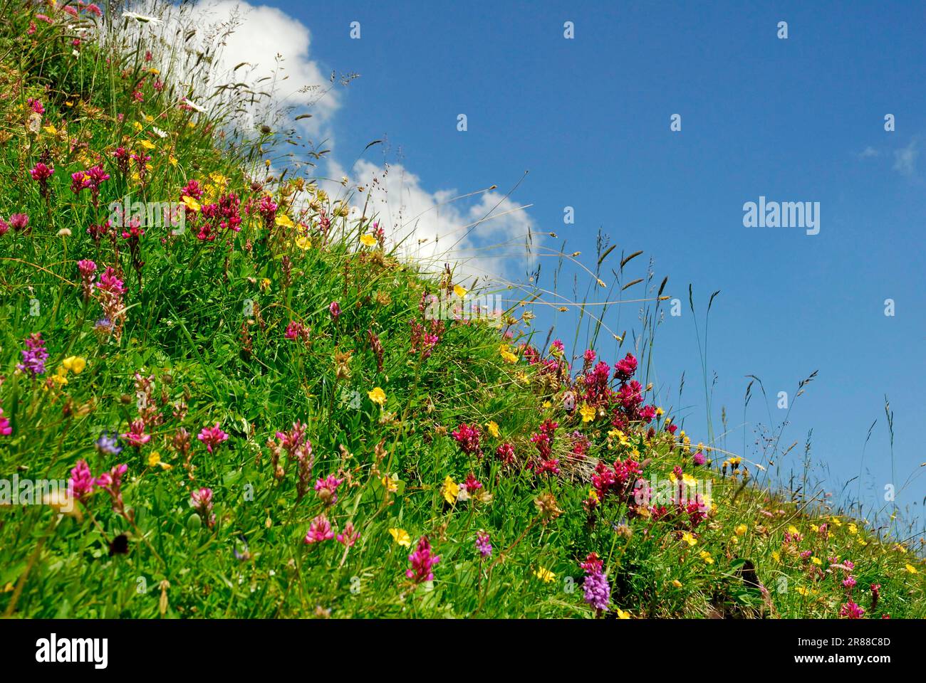 Summer alpine meadow flowering nature hi-res stock photography and ...
