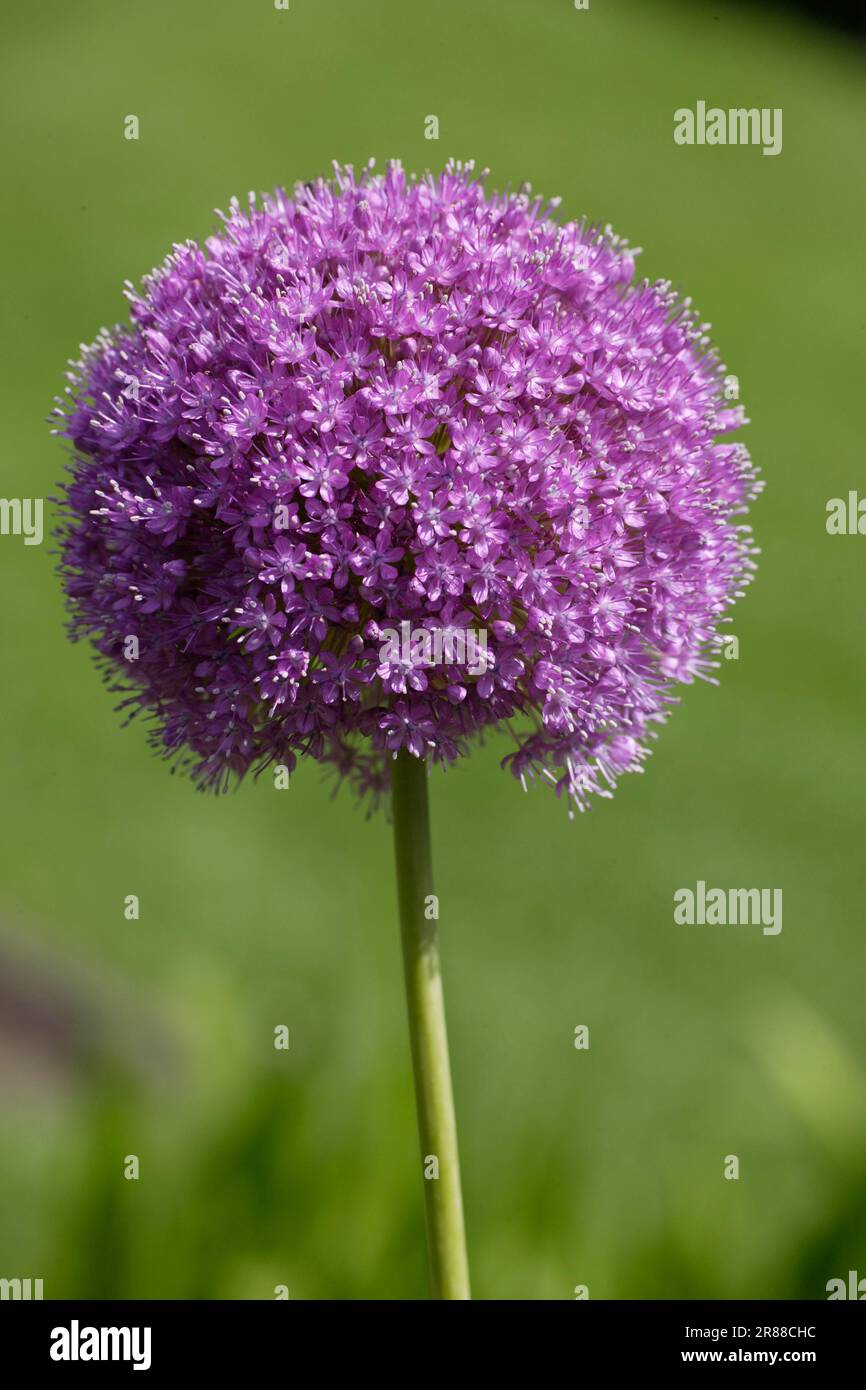 Giant Onion (Allium giganteum Stock Photo - Alamy