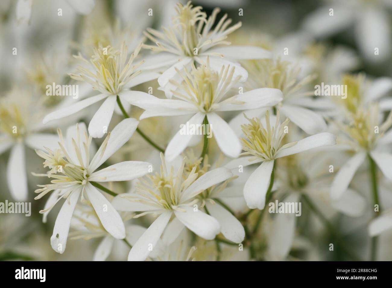 Clematis recta (Clematis recta) clematis Stock Photo - Alamy