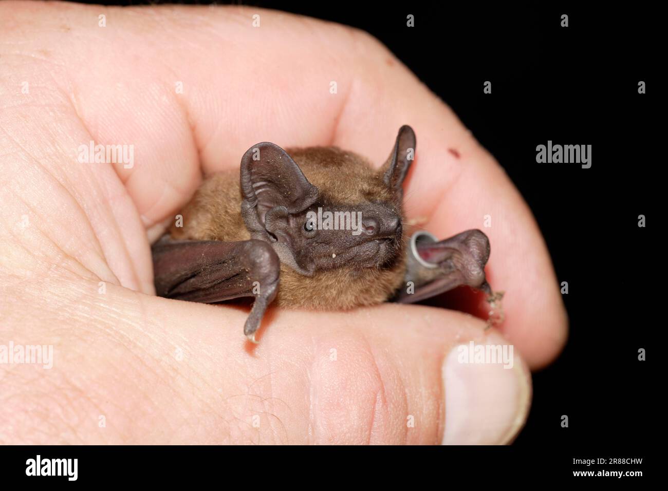 Noctule in hand, Brandenburg, Germany (Nyctalus noctula), ringed Stock ...