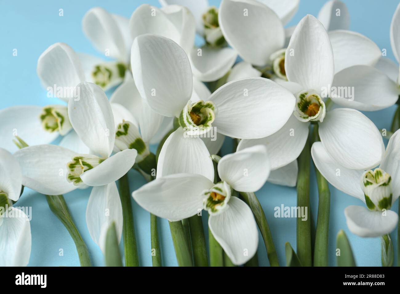 Beautiful snowdrops on light hi-res stock photography and images - Alamy