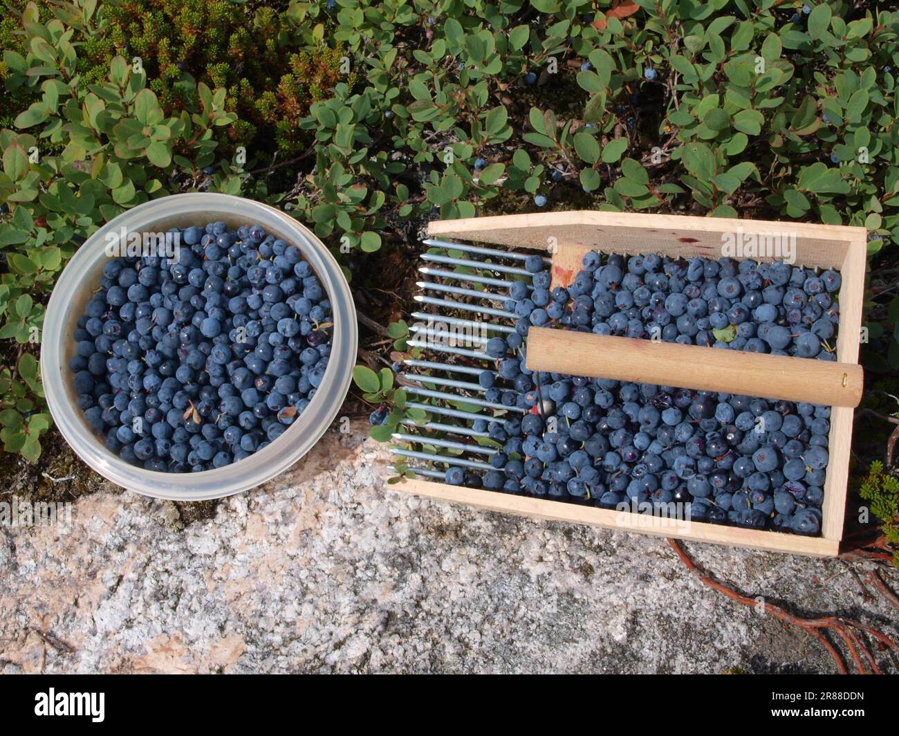 Bog bilberries hi-res stock photography and images - Alamy