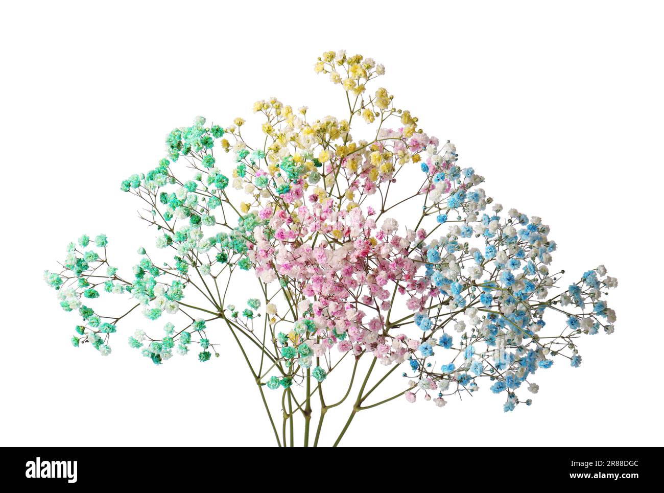 Beautiful colorful gypsophila flowers on white background Stock Photo ...