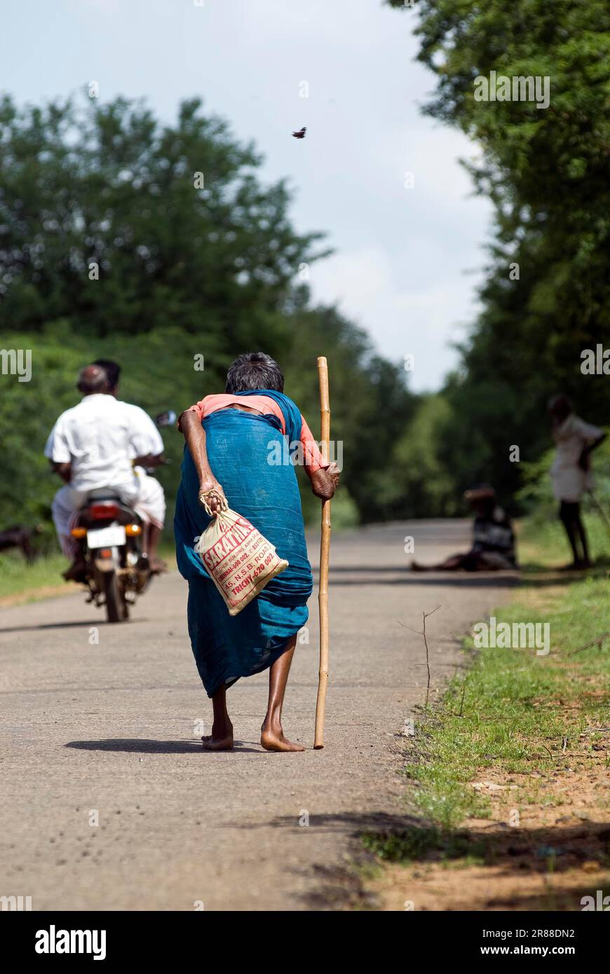 Elderly hunch back Indian woman walking on the road with stick, Tamil ...