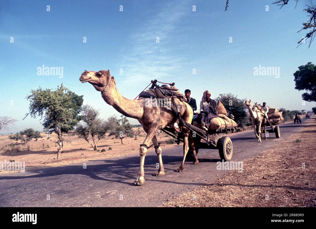 Camel cart, Rajasthan, India, Asia Stock Photo - Alamy