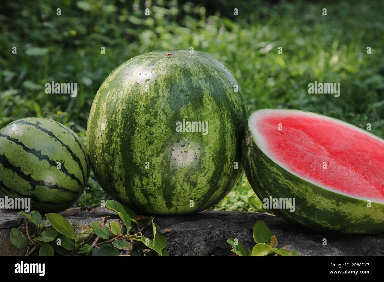 Different delicious ripe watermelons hi-res stock photography and ...