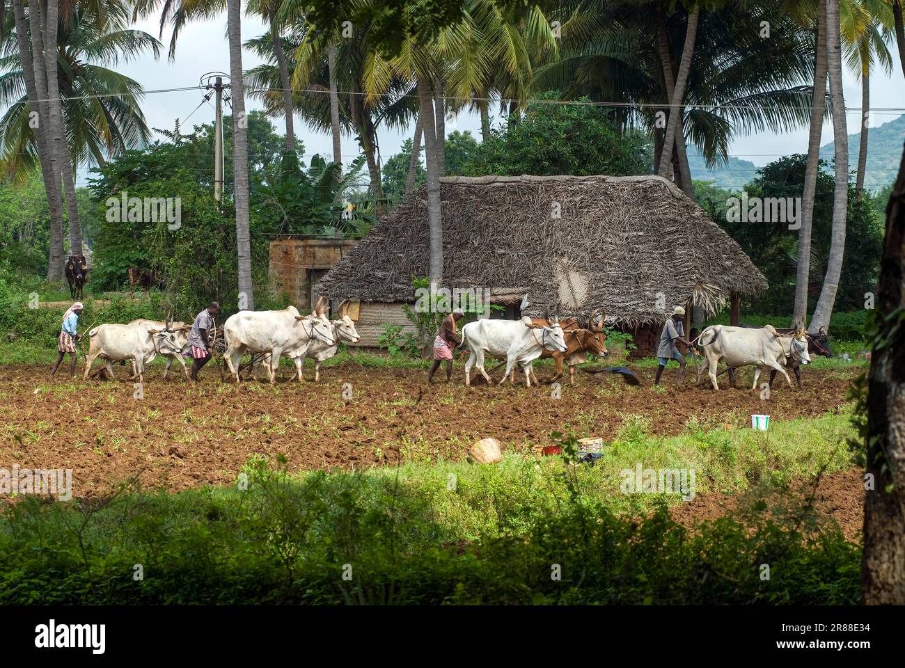 Farmers ploughing a dry field with bullocks by a traditional way in ...