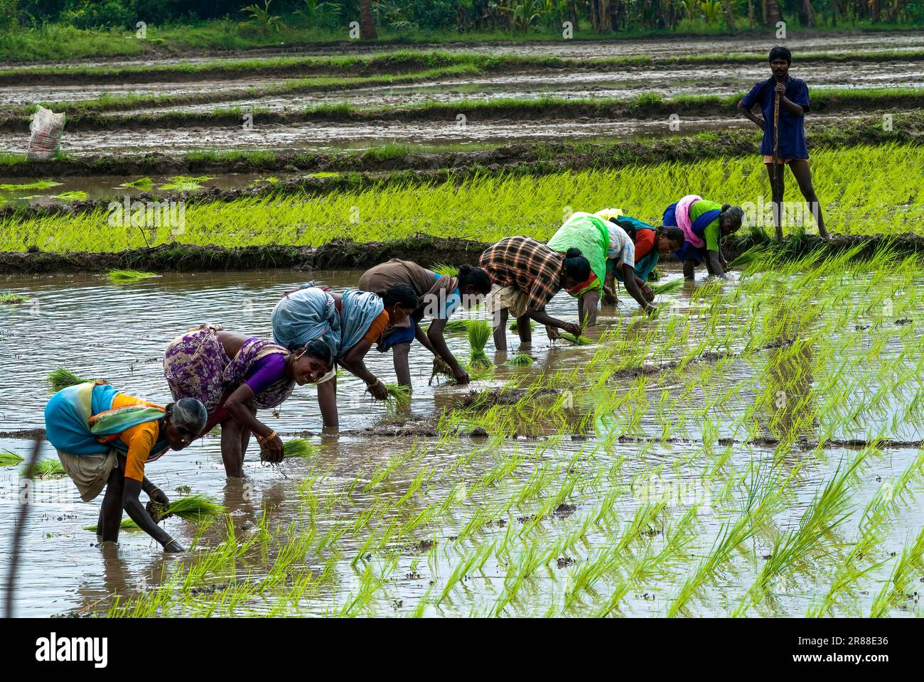 Rice paddy seedlings transplanting the field at Coimbatore, Tamil Nadu ...