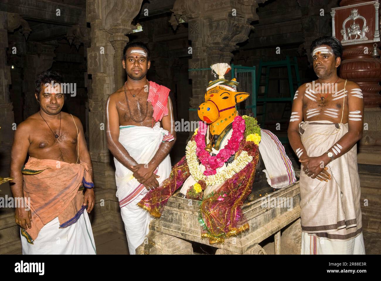 Decorated Nandhi Lord Shiva Siva mount with Priests at Matthur near ...