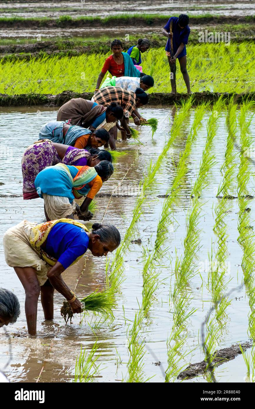 Rice paddy seedlings transplanting the field at Coimbatore, Tamil Nadu ...