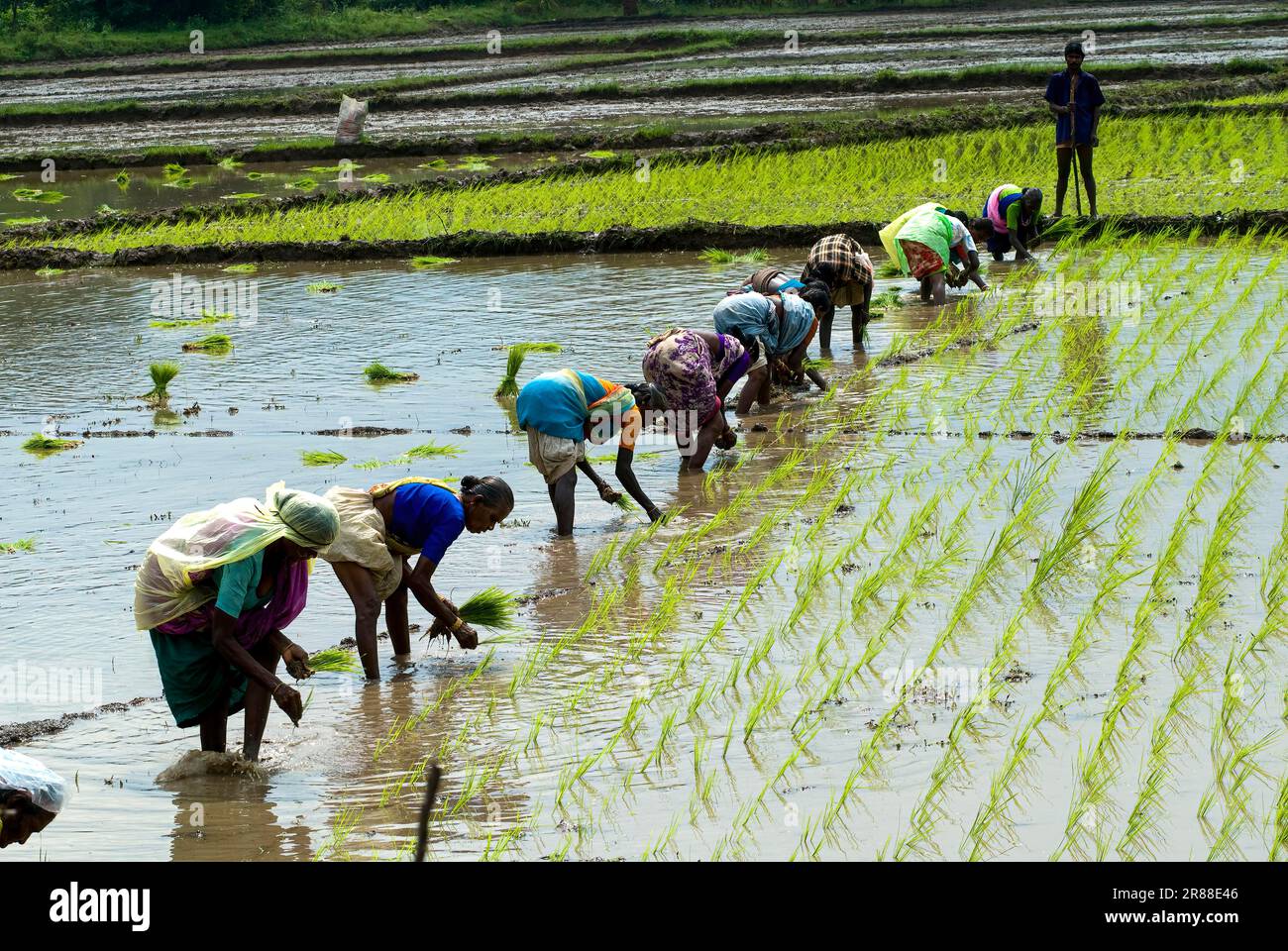 Rice paddy seedlings transplanting the field at Coimbatore, Tamil Nadu ...