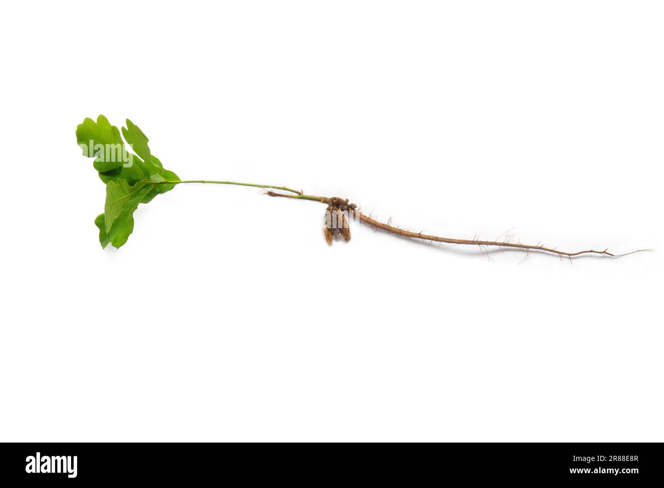 Germinating acorn of Oak tree: leaf, acorn and root, isolated on white ...