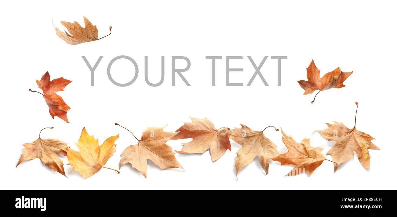 Autumn leaves falling on white background. Space for your text Stock ...