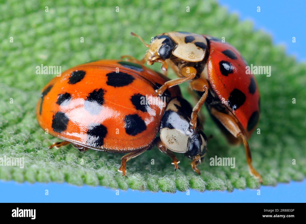 Asian Lady Beetle (Harmonia axyridis Stock Photo - Alamy