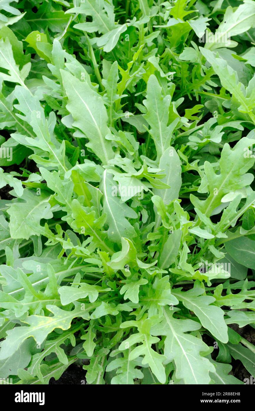 Dandelion lettuce hi-res stock photography and images - Alamy