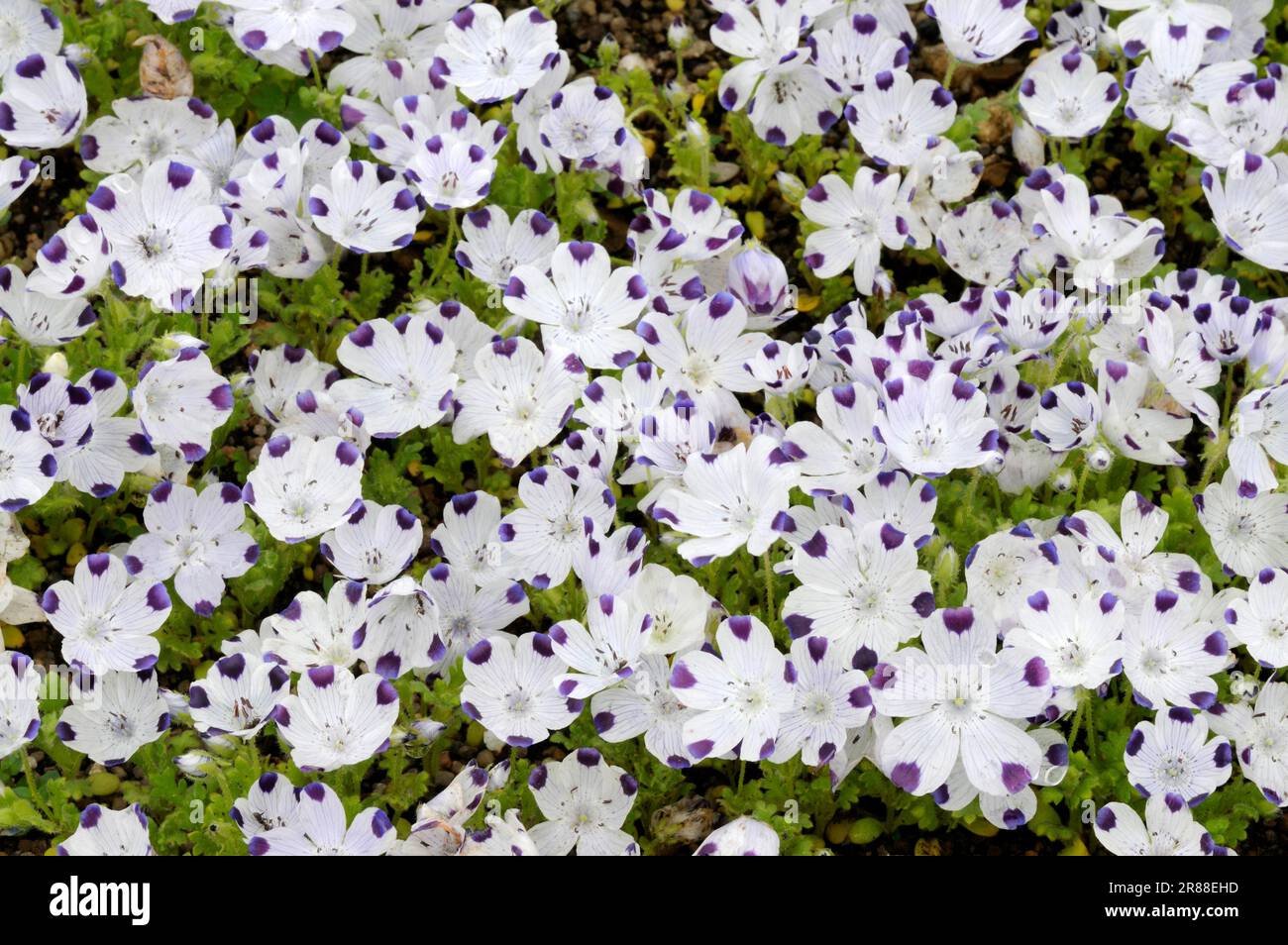 Spotted knapweed (Nemophila maculata), waterleaf family ...