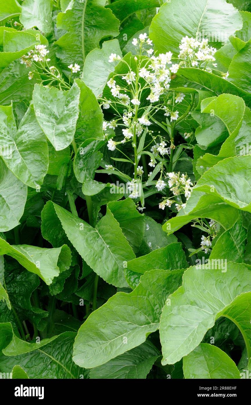 Horseradish (Armoracia rusticana Stock Photo - Alamy