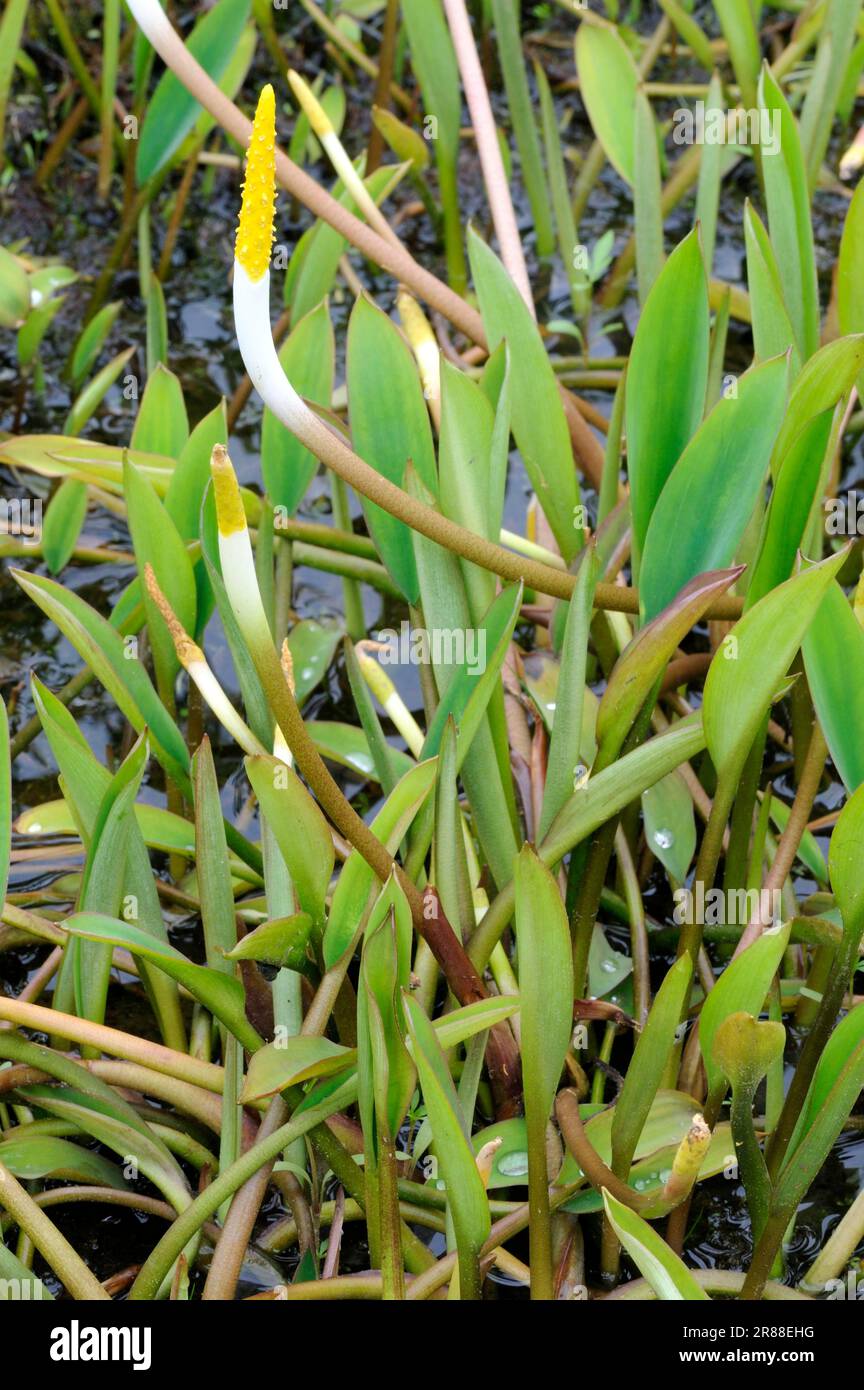 Water golden club (Orontium aquaticum Stock Photo - Alamy