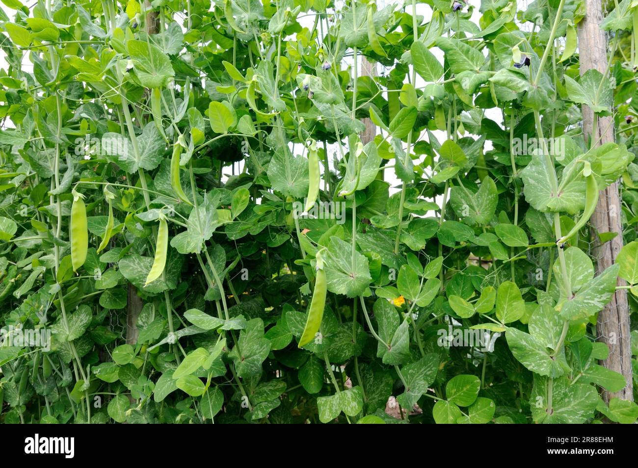 Swiss giant hi-res stock photography and images - Alamy