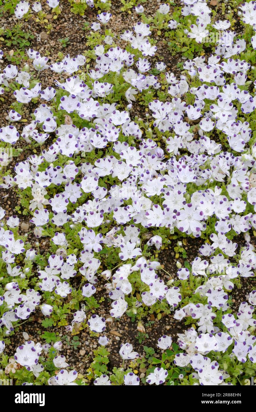 Spotted knapweed (Nemophila maculata), waterleaf family ...