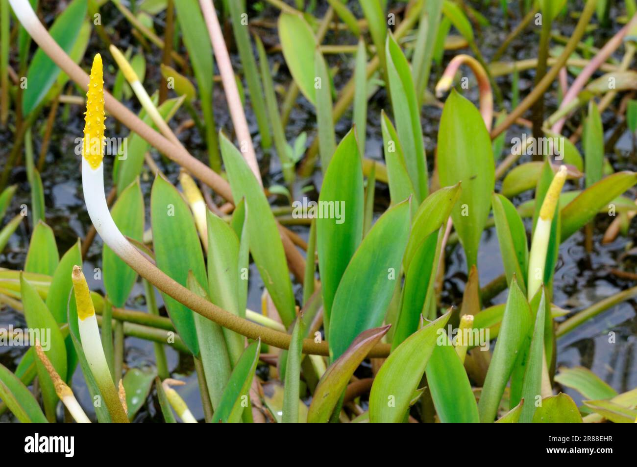 Water golden club (Orontium aquaticum Stock Photo - Alamy