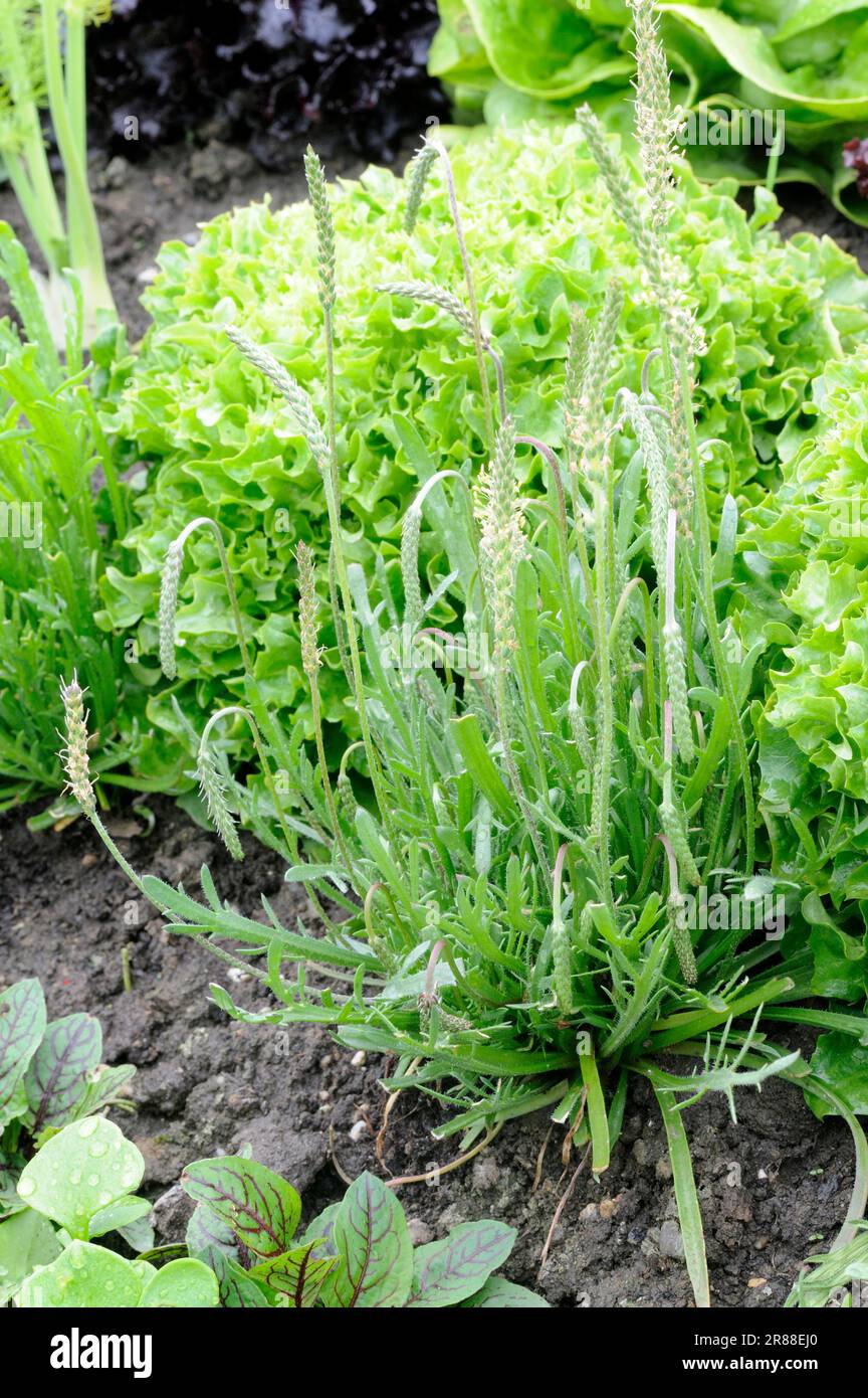 Deer horn plantain and lettuce, crowfoot plantain, slit-leaf plantain ...