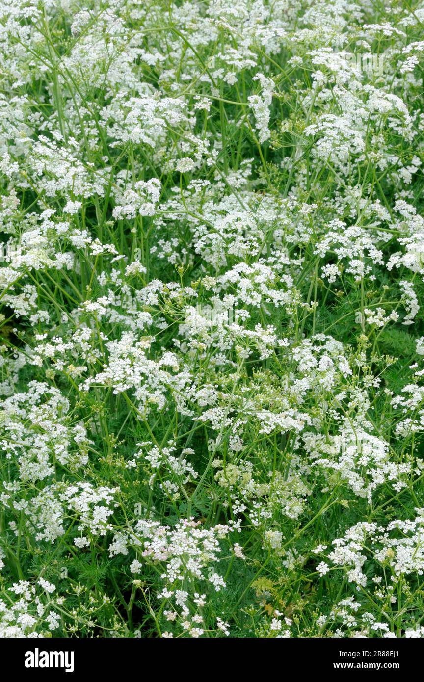 Medicinal herb caraway hi-res stock photography and images - Alamy
