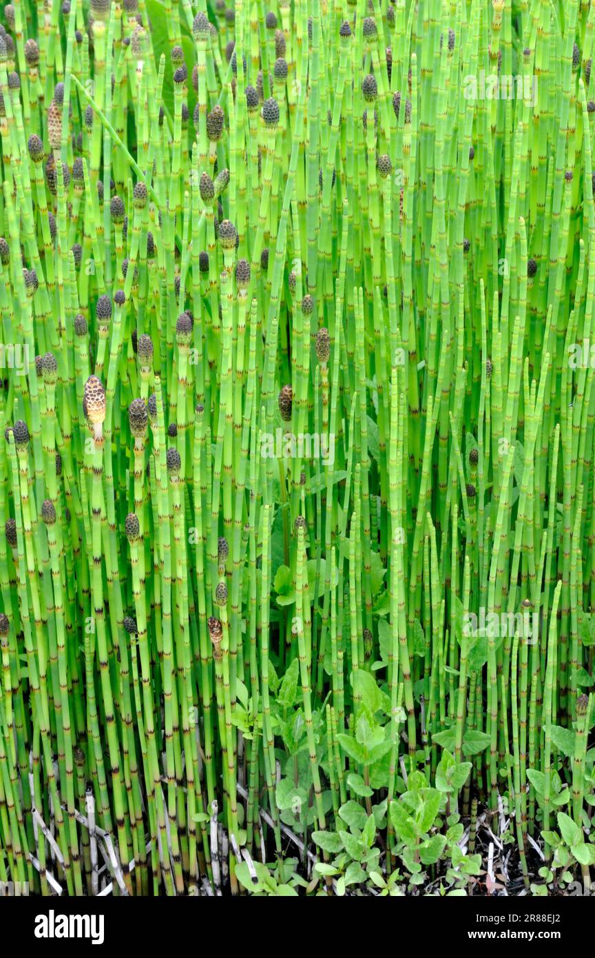 Water horsetail (Equisetum fluviatile Stock Photo - Alamy