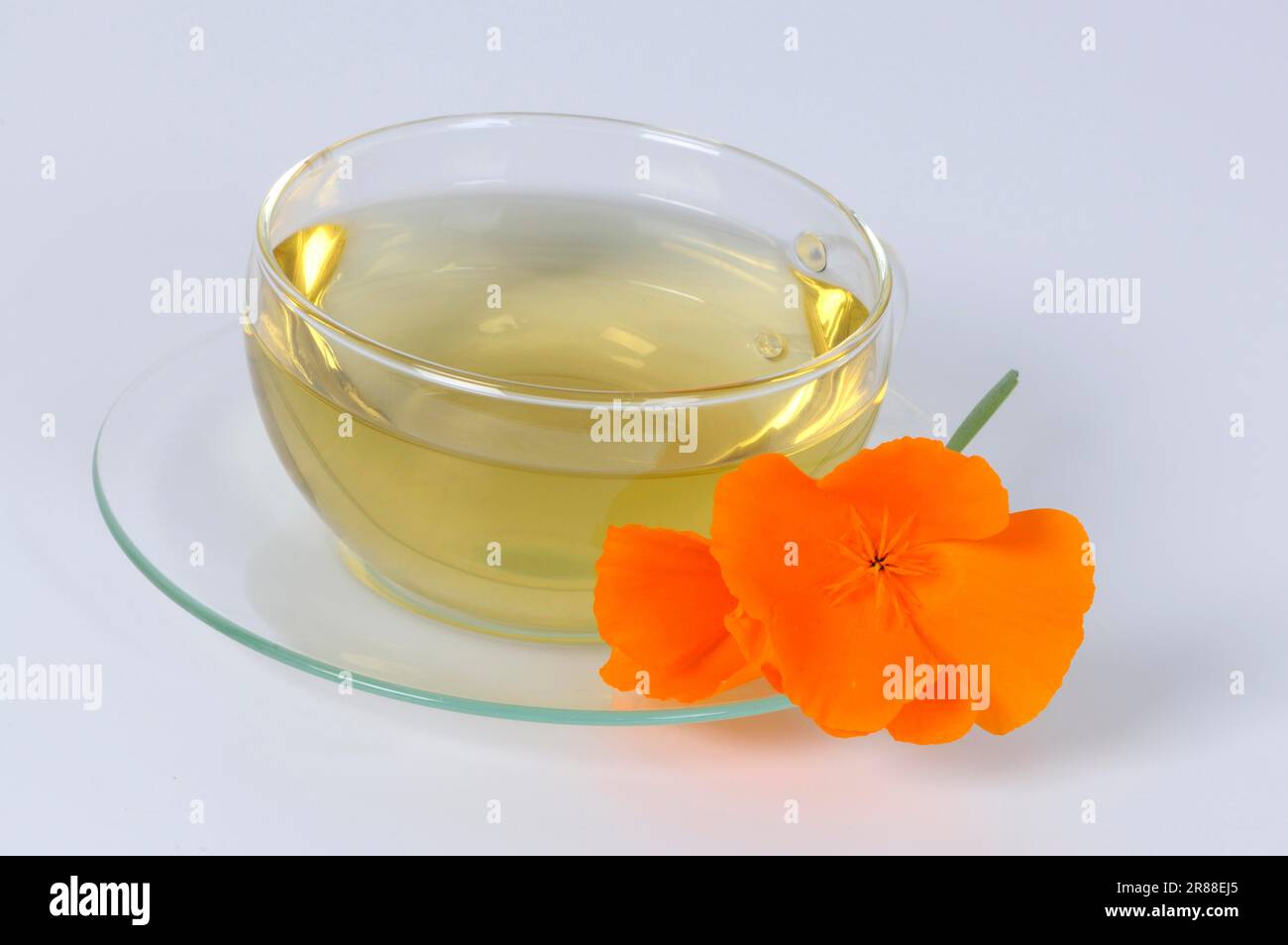 Cup of Gold Poppy Tea, Dormouse, California Cap Poppy (Eschscholzia ...
