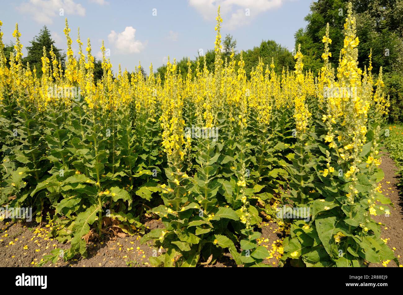 Large-flowered Dense-flowered mullein (Verbascum densiflorum ...