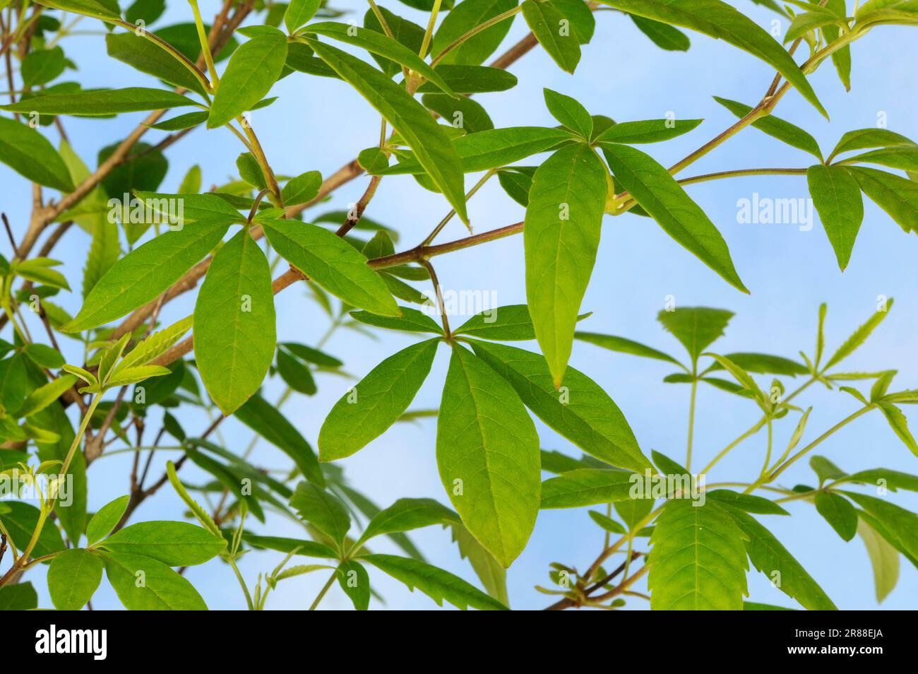 Monk's pepper (Vitex negundo heterophylla), Chinese chaste tree Stock ...