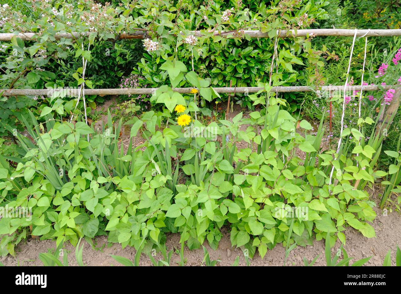 Common bean plant hi-res stock photography and images - Alamy