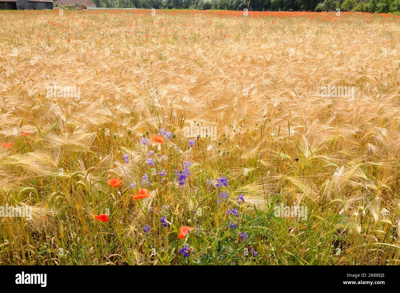 Winter barley crop hi-res stock photography and images - Alamy