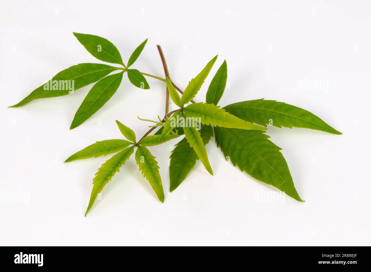 Monk's pepper (Vitex negundo heterophylla), Chinese chaste tree Stock ...