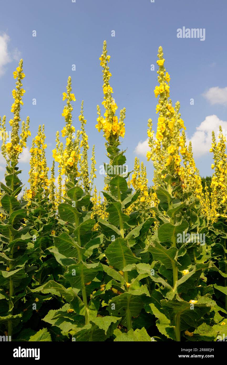 Large-flowered Dense-flowered mullein (Verbascum densiflorum ...