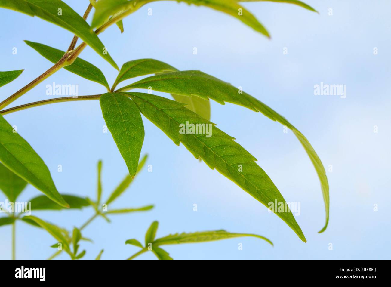 Monk's pepper (Vitex negundo heterophylla), Chinese chaste tree Stock ...