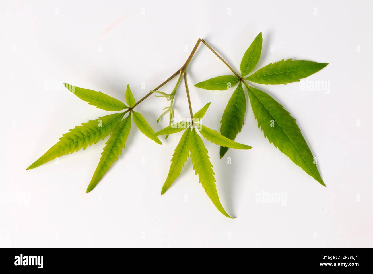 Monk's pepper (Vitex negundo heterophylla), Chinese chaste tree Stock ...