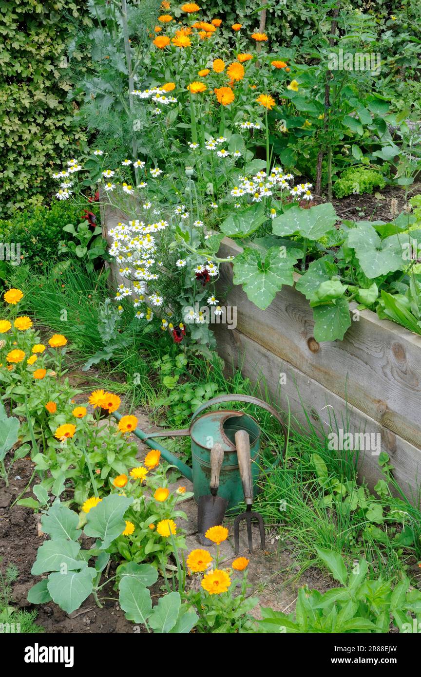 Vegetable patch hi-res stock photography and images - Alamy