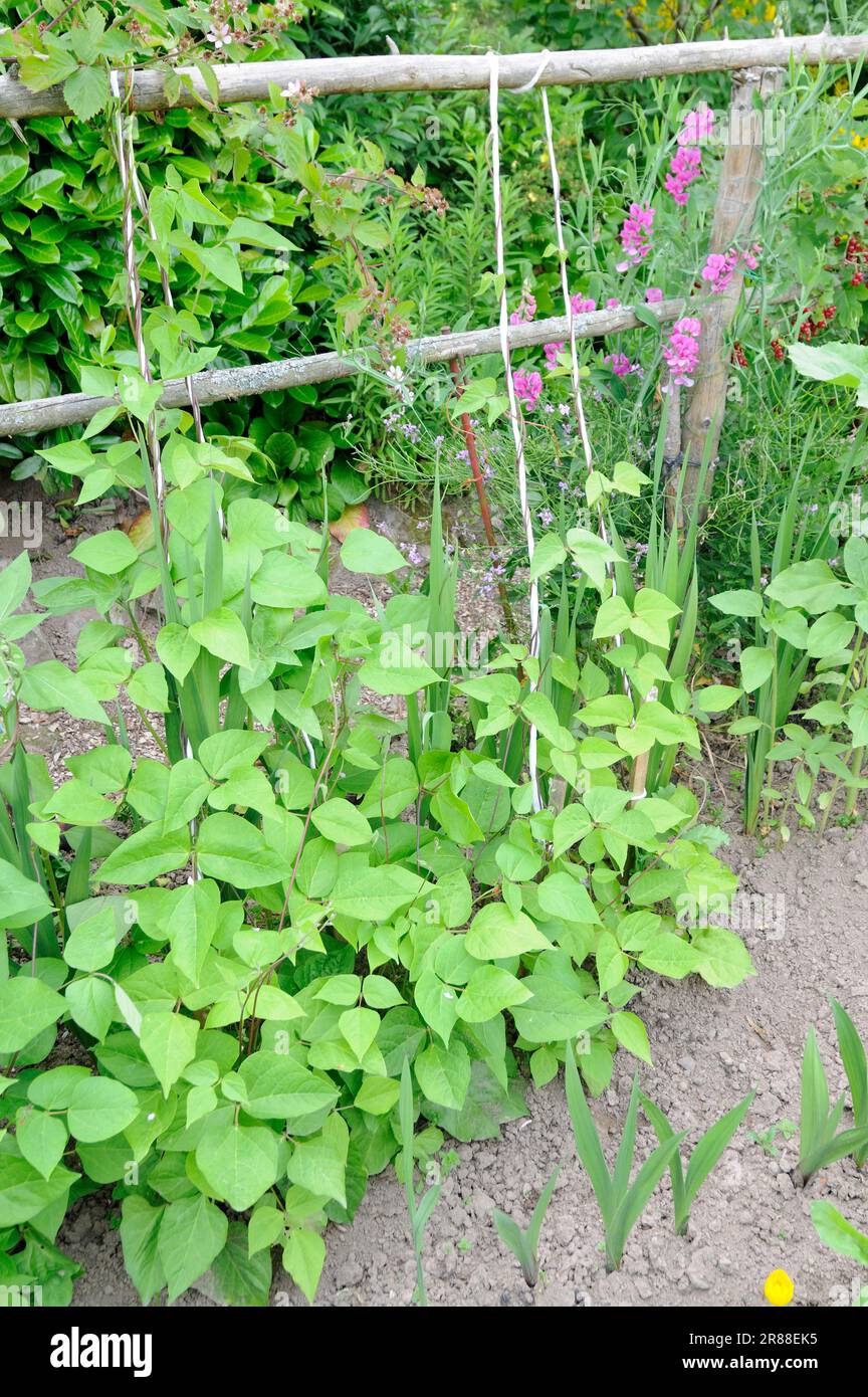 Common bean plant hi-res stock photography and images - Alamy