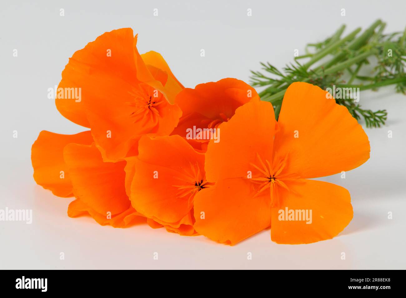 Golden poppy, Sleepyhead, Californian cap poppy (Eschscholzia ...