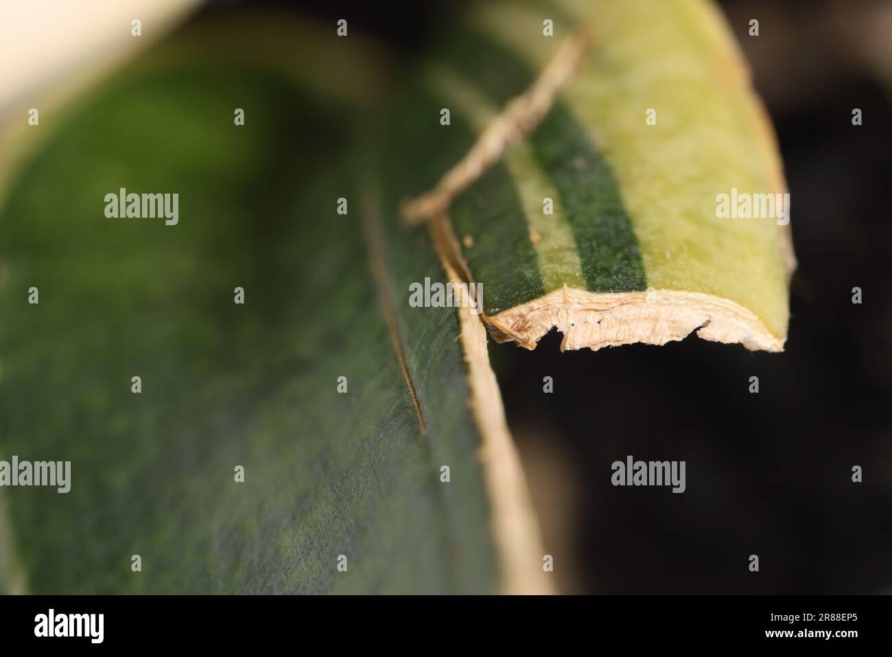 Potted houseplant with damaged leaves, closeup view Stock Photo - Alamy