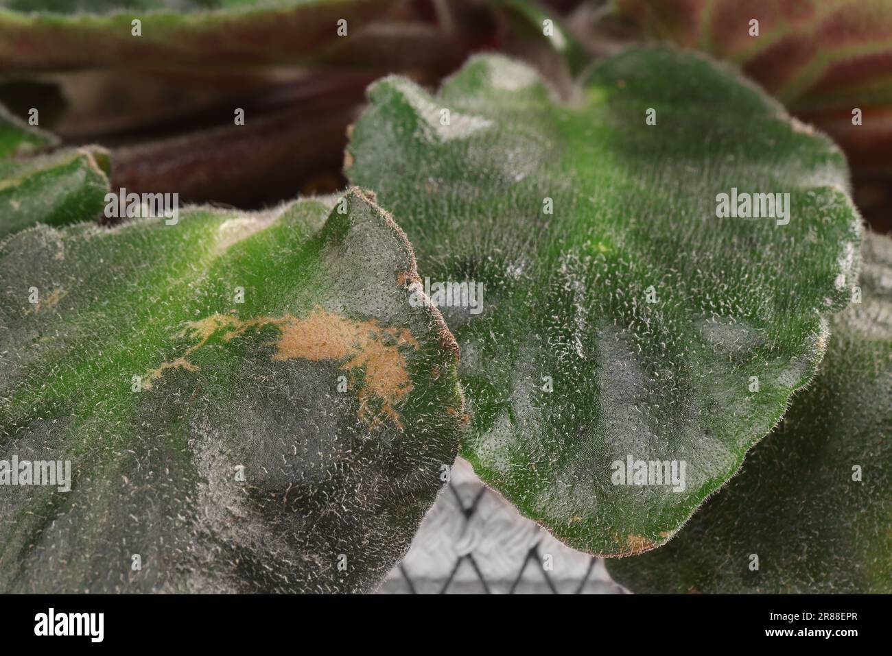 Potted houseplant with damaged leaves, closeup view Stock Photo - Alamy