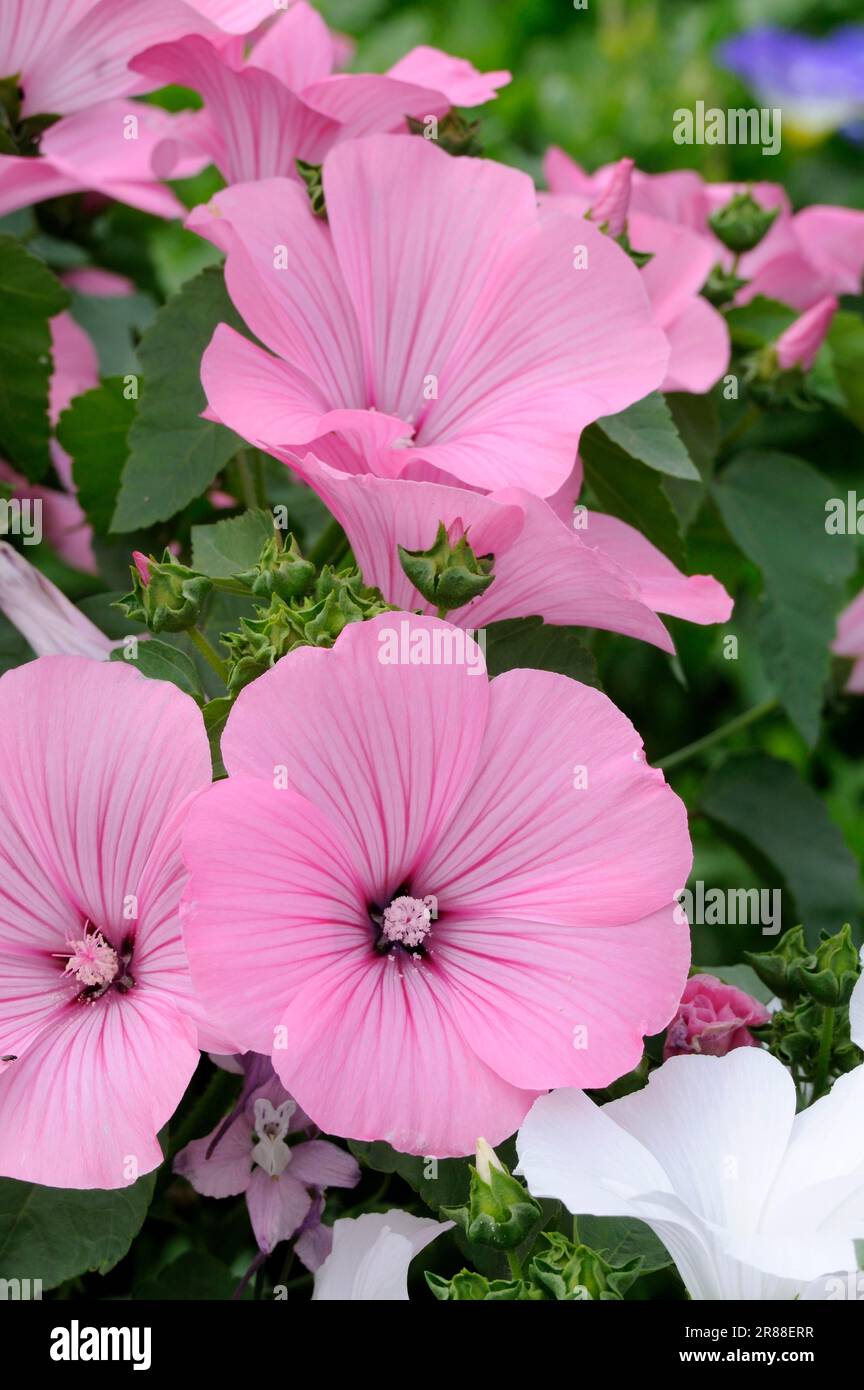 Annual mallow (Lavatera trimestris), rose mallow, royal mallow Stock ...