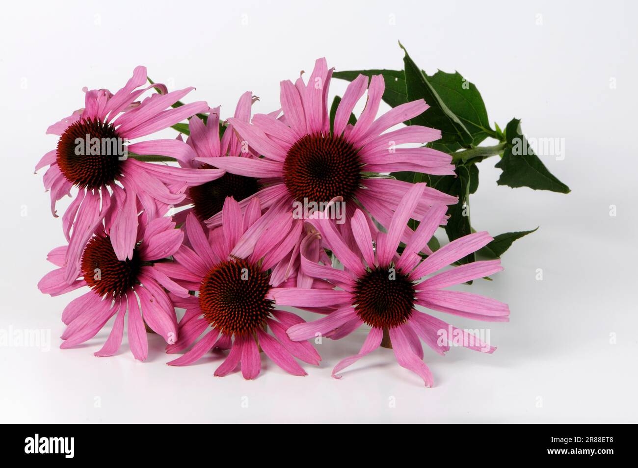 Cone flower eastern purple coneflower hi-res stock photography and ...